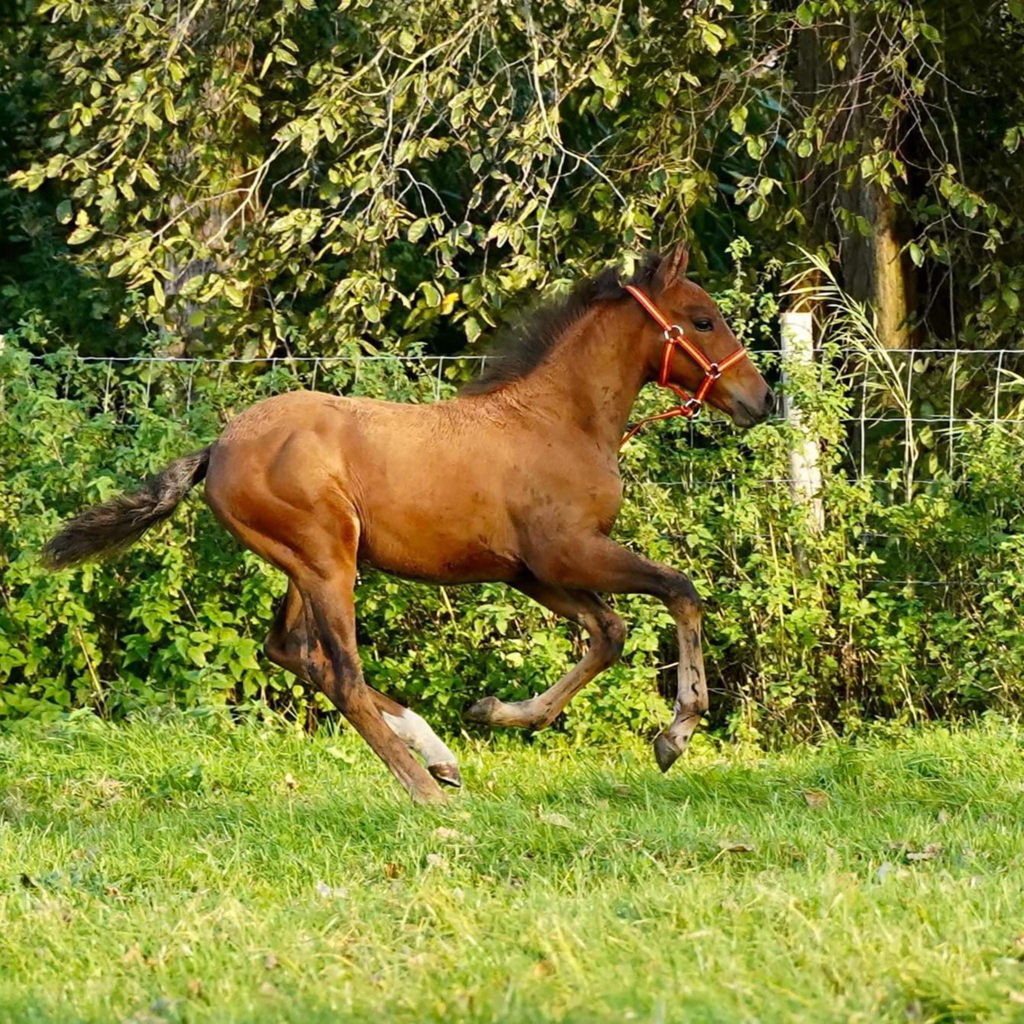 Ultima SR - Troyan Stables